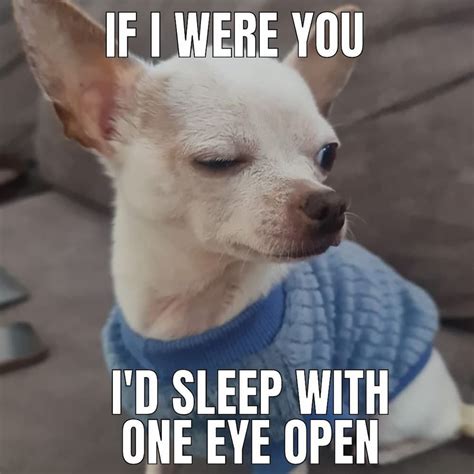 Chihuahua Memes Artofit