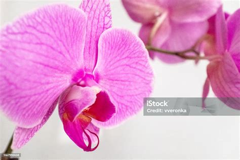 흰색 배경에 분홍색 난초 꽃 클로즈업 출판 디자인 포스터 달력 게시물 화면 보호기 벽지 엽서 배너 표지 웹 사이트를위한 꽃 난초 고품질 사진 경외감에 대한 스톡 사진 및