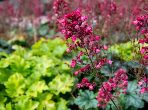 25 Gorgeous Plants That Grow In Shaded Area In Your Garden