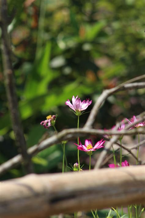 Ivy Nguyen Photography