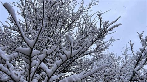 Мини тест Выберите дерево а мы расскажем какой вы человек — Тесты Личность Psychologies
