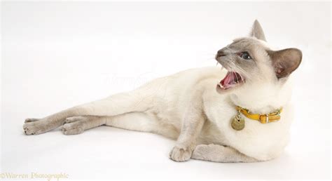 Siamese Cross Cat Hissing Photo Wp43121