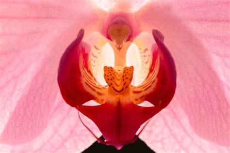 17 Clitoris Erotic Orchid Royalty Free Images Stock Photos Pictures Shutterstock