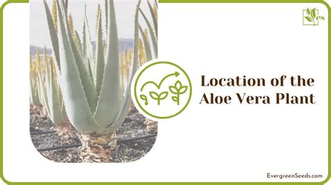 How To Identify Edible Aloe Vera Plants A Complete Guide Evergreen Seeds