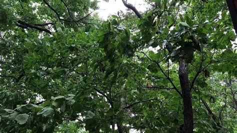 숲속 시원한 빗소리 8시간 마음 편안해지는 소리 힐링 깊은 수면 백색소음 Asmr 32 분 후 검정 화면 Youtube