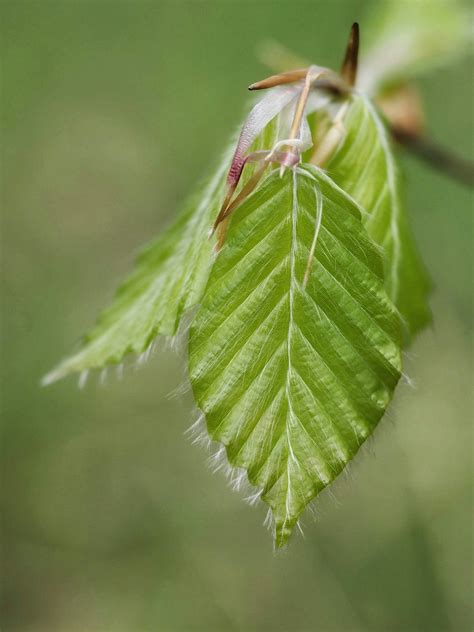 The Beech Guide Plant Detectives