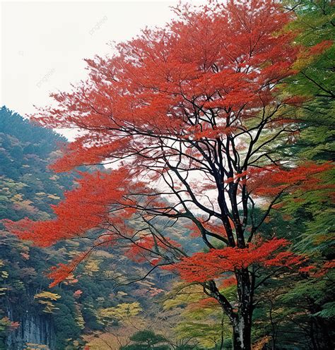 빨간색과 녹색 잎이 있는 가을 나무 가을 계절 나무 배경 일러스트 및 사진 무료 다운로드 Pngtree