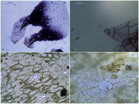 Plagiochasma Intermedium Lindenb And Gotische Aytoniaceae