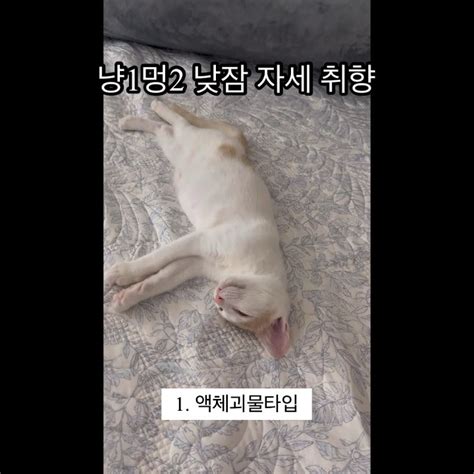 낮잠 자기 Youtube
