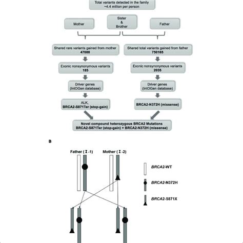 A Workflow For The Identification Of Pathogenic Mutations B Download Scientific Diagram