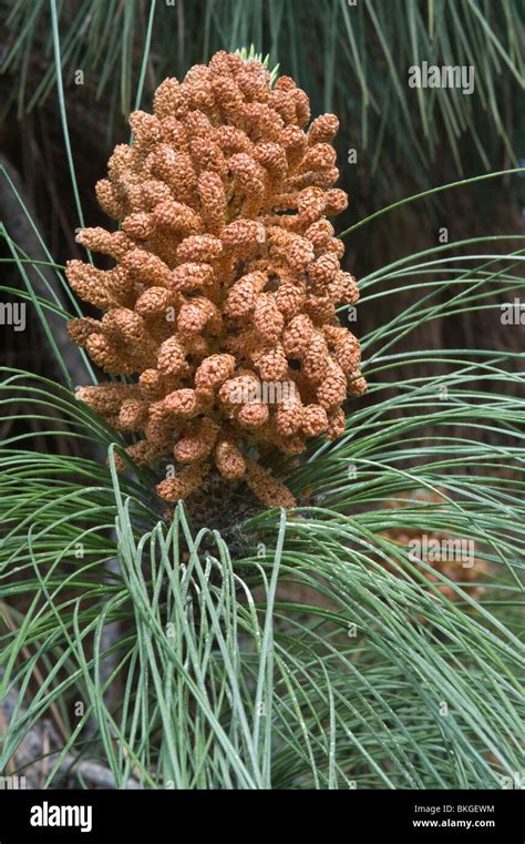 Canary Island Pine Pinus Canariensis Male Flowers Mediterranean