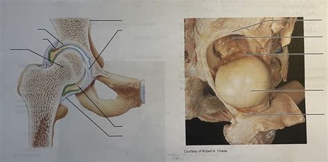 I Label The Hip Joint Diagram Quizlet