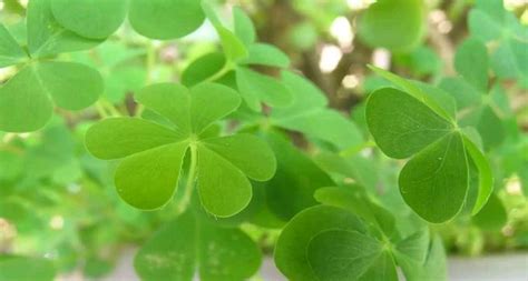 四叶草的传说与意义（探究四叶草的神秘符号与象征）花植网
