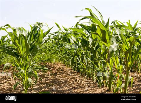 Agricultural Activity Related To The Cultivation Of Sweet Corn Farming
