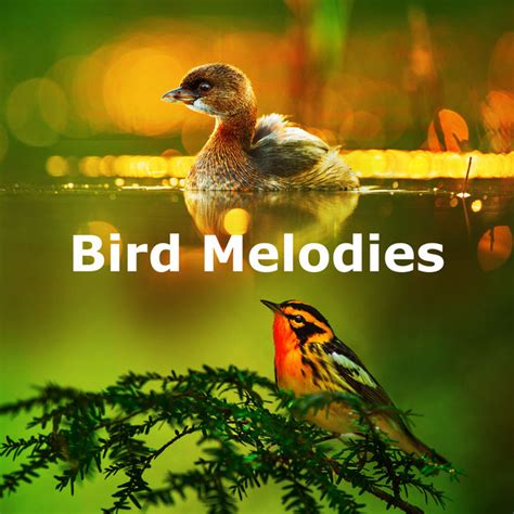 Bird Melodies Album By Nature Bird Sounds Spotify