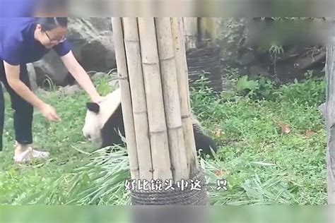 熊猫撒娇要抱抱，给它盆盆奶都哄不好，场面笑爆了