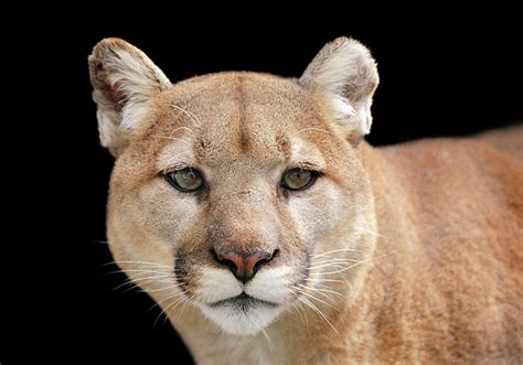 Portrait Of A Puma Looking Beyond The Greeting Card By Freder