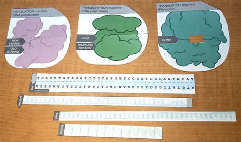 19 Engaging Dna Replication Activities Teaching Expertise