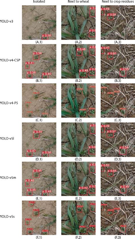 Examples Of Papaver Rhoeas Detection In Wheat Using Six Yolo Models