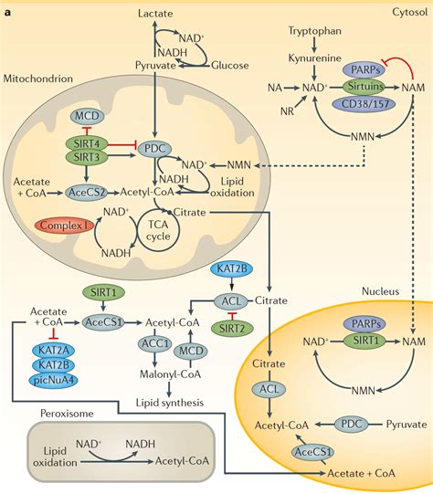 Check Out Our Review On ‘protein Acetylation In Metabolism In Nature