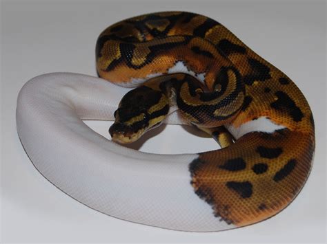 Morph List World Of Ball Pythons