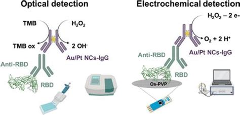 用于抗体检测的双模式免疫传感器：在光学和电化学平台上利用基于抗体的纳米酶的多功能性 Analytical Chemistry X Mol