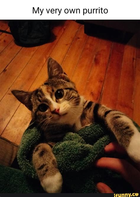 Purrito Memes Best Collection Of Funny Purrito Pictures On Ifunny