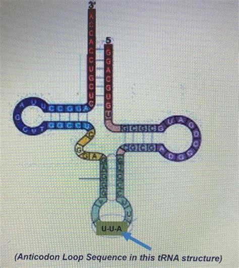 Solved You Are Given The Following Trna Molecule With The