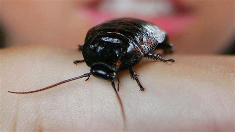Un Hombre De Florida Relata Cómo Escuchó Morir A Una Cucaracha Dentro De Su Oreja Infobae