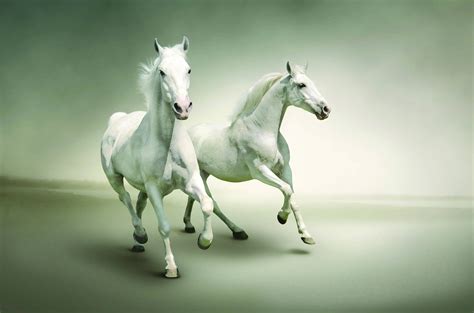White Horse Wallpaper Hd ~ Save Wallpaperous