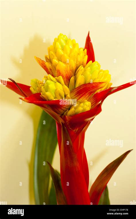 Yellow Flowers And Red Bracts Of The Bromeliad Guzmania X Kapoho Fire