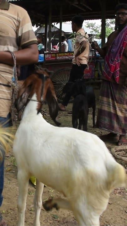সখের খাসি ছাগল পাবেন এই হাটে Youtube