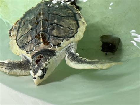 Tally The Turtle Receives Clean Bill Of Health Local News The Daily