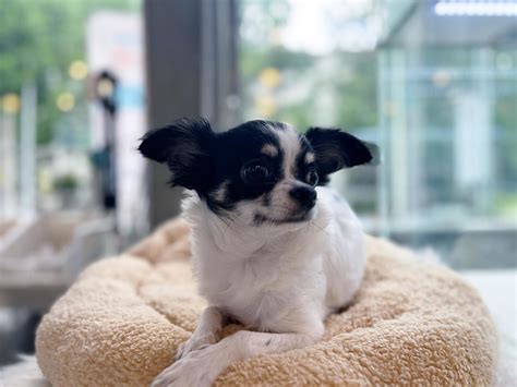 치와와 포도 코카스파니엘분양가격 폼스키분양가격 폼치분양가격 폼피츠분양가격 푸숑분양가격 고양이분양가격 랙돌분양가격 러시안블루분양가격 먼치킨분양가격 브리티쉬숏헤어분양가격