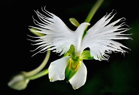 Wondrous World Of Flowers That Look Like Something Completely Different
