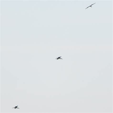 Flying Object Detection Dataset By Flying