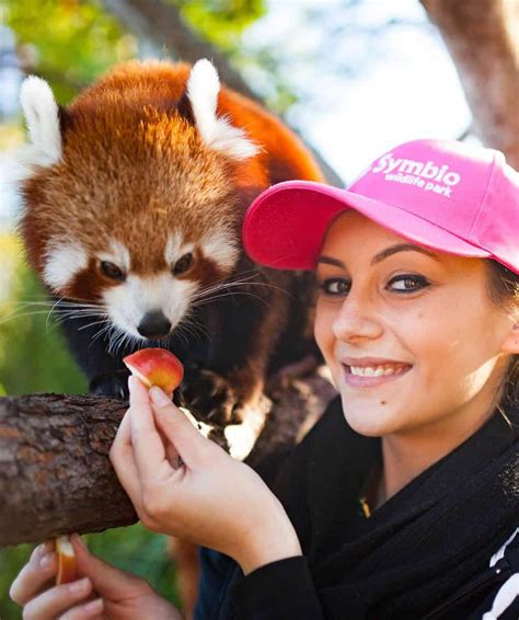 Is It Legal To Own A Red Panda In Australia