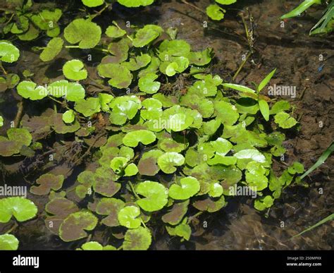 Floating Marsh Pennywort Hydrocotyle Ranunculoides Stock Photo Alamy