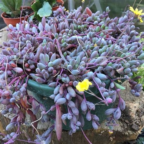 Othonna Capensis Etsy