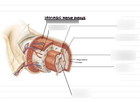 Intrinsic Nerve Plexus Model Diagram Quizlet