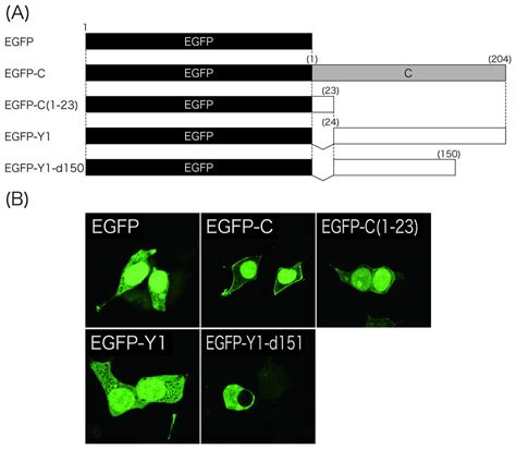Subcellular Distribution Of The Egfp Fused C And Y1 Mutants A