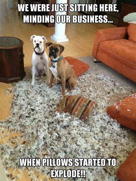 Funny Dog Memes Pillow At Annie Burress Blog