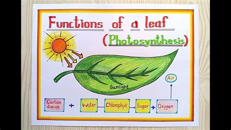 How To Draw A Photosynthesis Diagram Photosynthesis Drawing Class 7