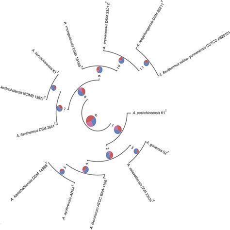 Pangenome Based Phylogenomic Analysis Of Anoxybacillus Species Download Scientific Diagram