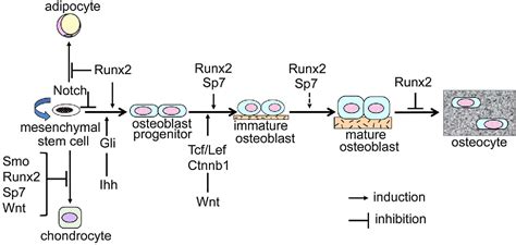 Runx2 An Inducer Of Osteoblast And Chondrocyte Differentiation