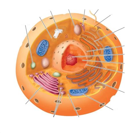 Ch 1 Updated Cell Structure And Function Labeling Cell Diagram Quizlet