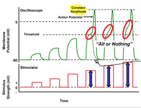 Action Potential Flashcards Quizlet