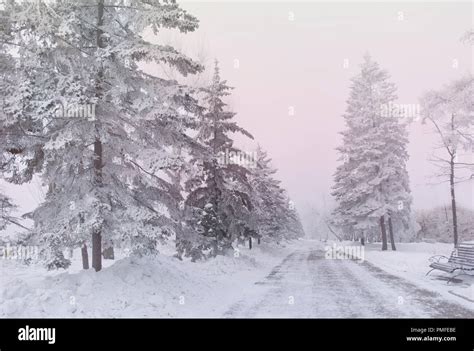 Winter Forest With Trees Covered Snow White Frost Park Landscape Pink Toning Stock Photo Alamy