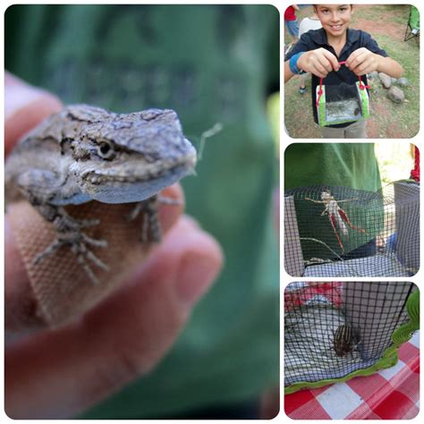 Make Your Own Bug Catcher Make And Takes