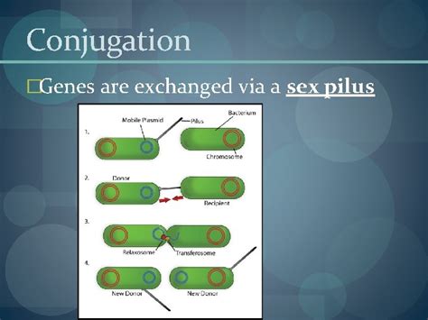 Bacteria Bacteria All Bacteria Share Several Common Characteristics